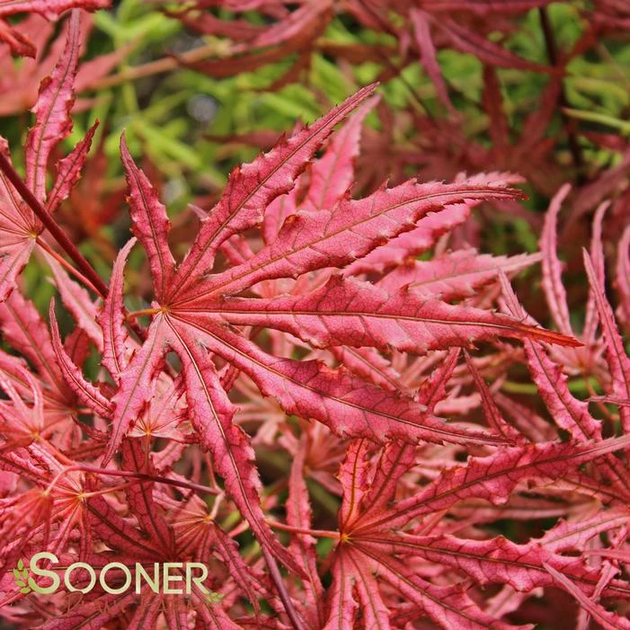 Buy MIKAZUKI UPRIGHT JAPANESE MAPLE with Free Delivery Online at Low ...